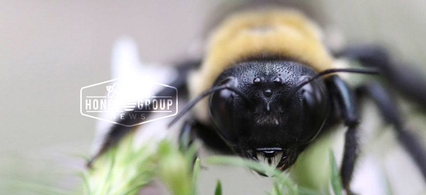 Queen creates army of super honeybees that can defeat deadly varroa ...